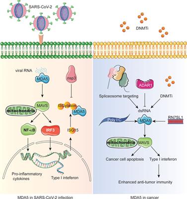 Frontiers | The intersection molecule MDA5 in Cancer and COVID-19